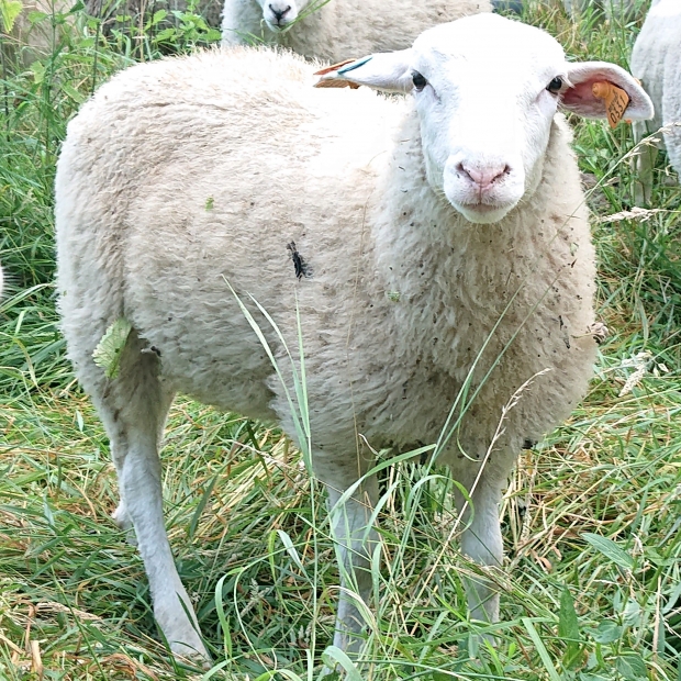 Vlaams schaap | Steunpunt Levend Erfgoed