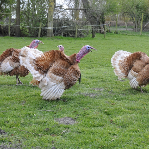 Rode Ardenner kalkoen | Steunpunt Levend Erfgoed